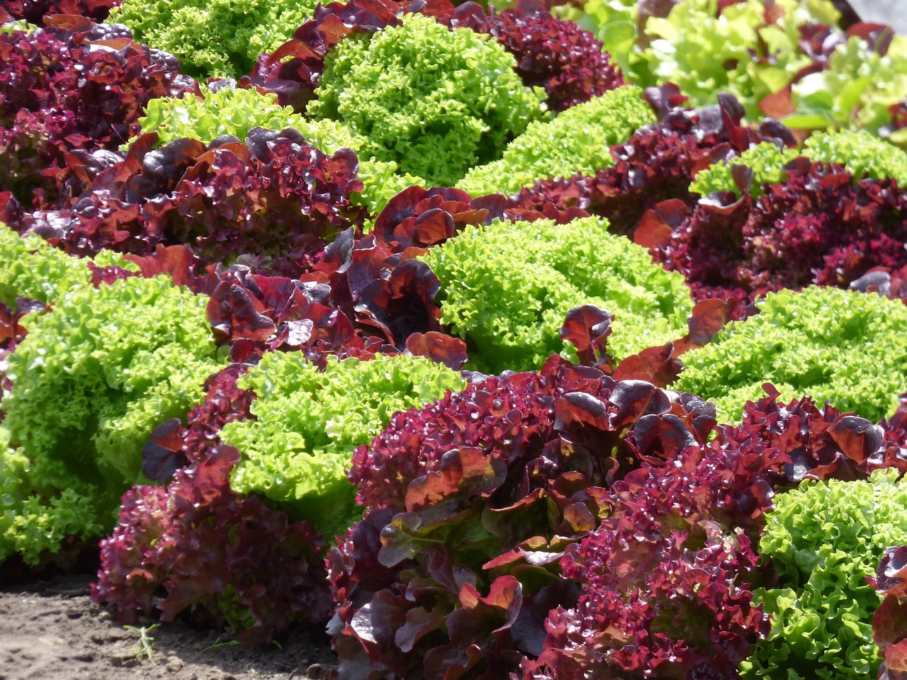 Lettuce Oak Red Xandra 6pk