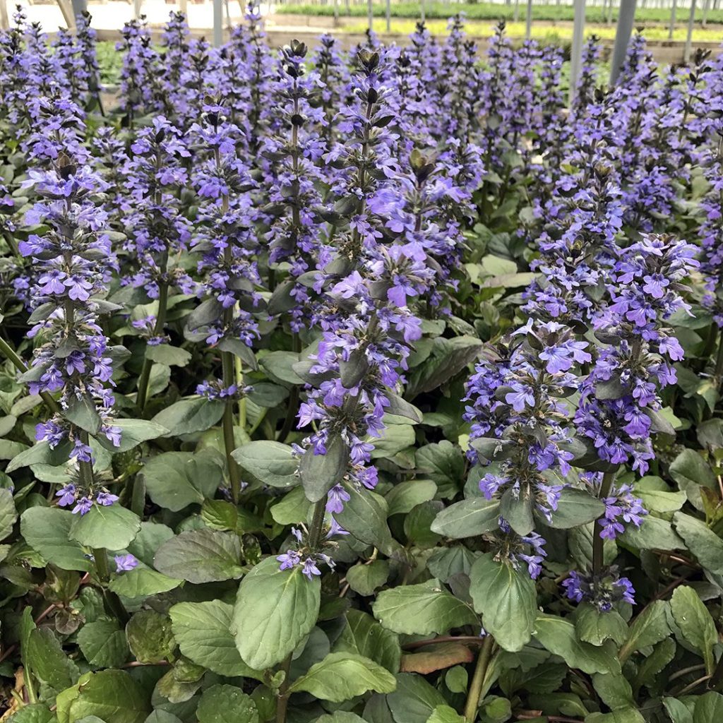 AJUGA REPTANS “Caitlins giant” 15cm